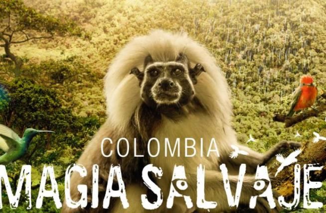 Reseñas Colombia: Magia Salvaje, el documental sobre su biodiversidad ...